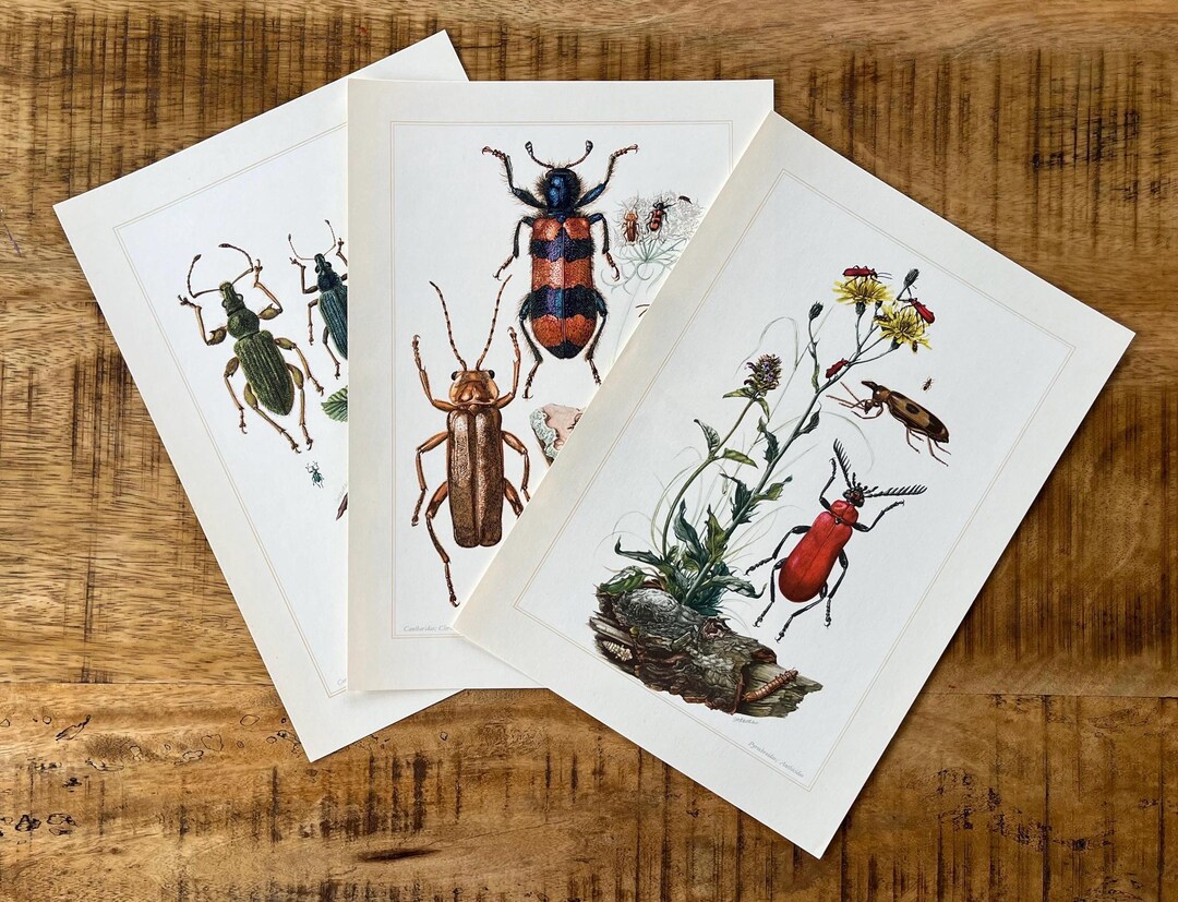 Vintage 1960 Beetle Print Set, Entomology Wall Art - Etsy