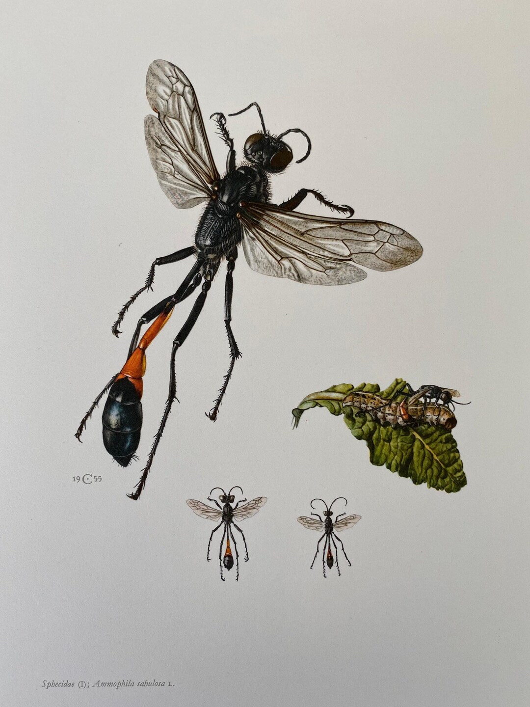 1960 Thread-waisted Wasp Print, Vintage Entomology Illustration - Etsy