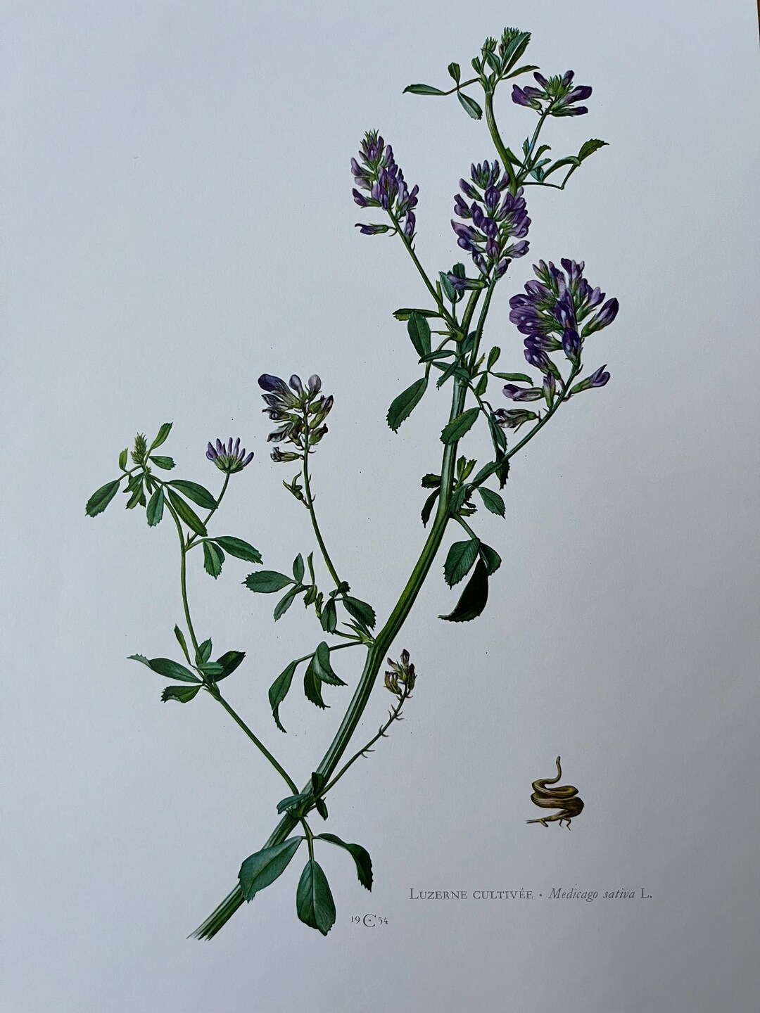 ALFALFA Botanical Print. Antique and Vintage Natural Sciences and ...