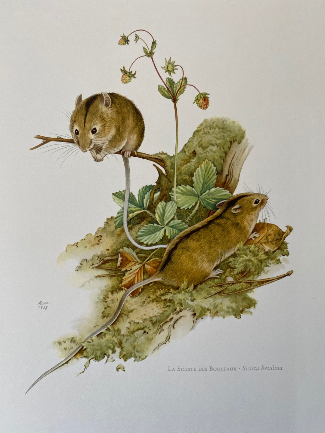 NORTHERN BIRCH MOUSE Animal Print. Antique and Vintage Zoology and ...