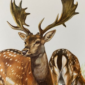 EUROPEAN FALLOW DEER Animal Print. Antique and Vintage Zoology and ...