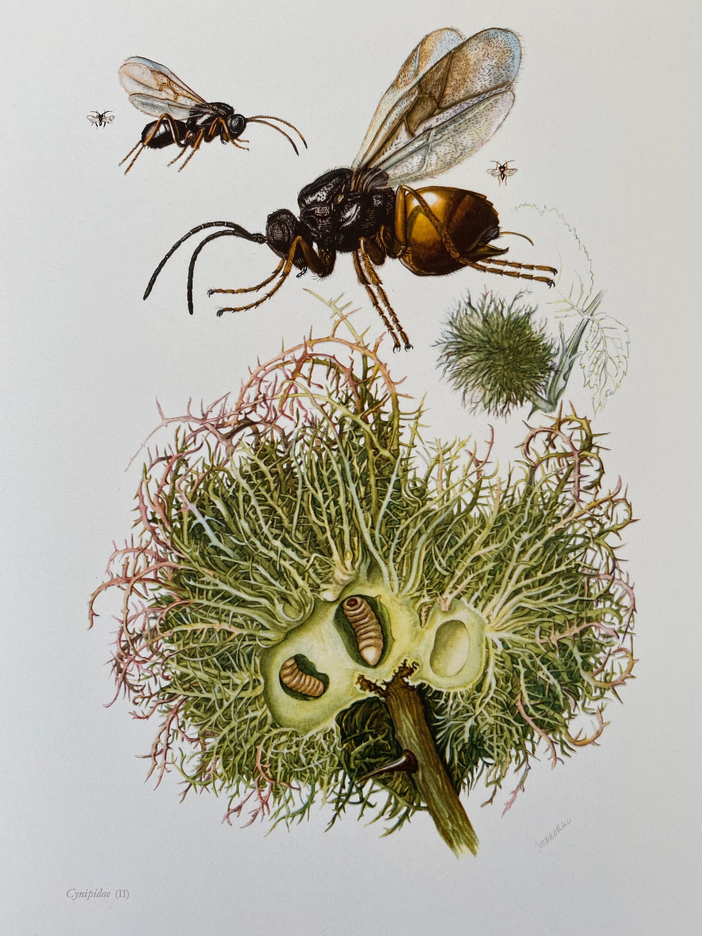 Wasp Scientific Illustration