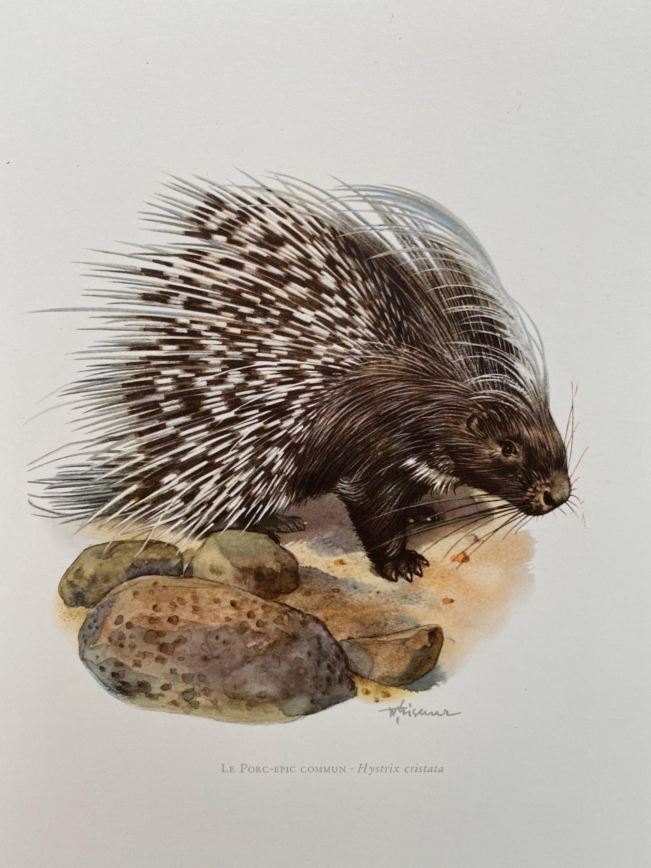 1960 Vintage CRESTED PORCUPINE Animal Print. Antique Zoology and ...