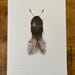 Feather-winged Beetle Print, 1960s Entomology Illustration - Etsy