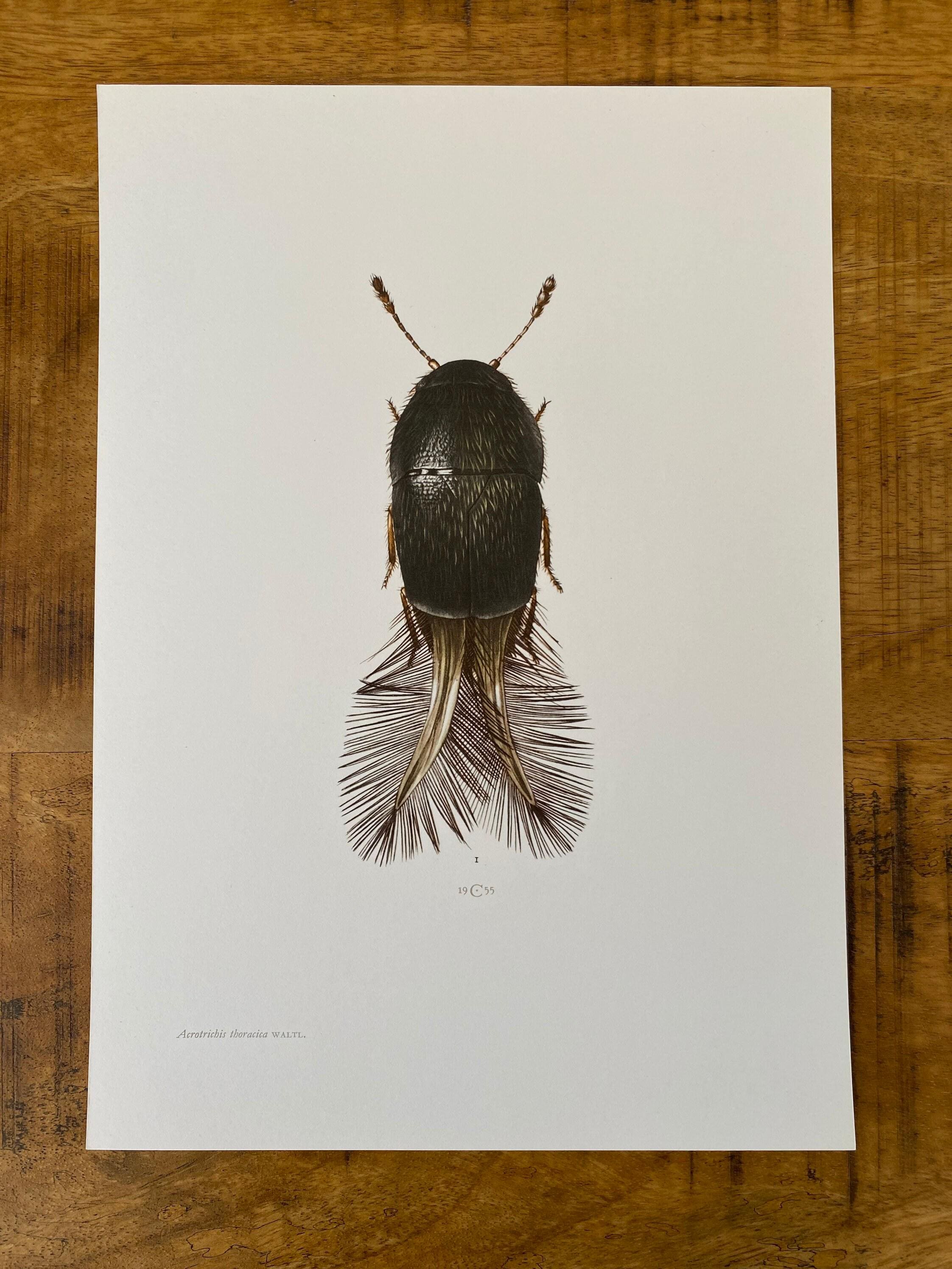 Feather-winged Beetle Print, 1960s Entomology Illustration - Etsy
