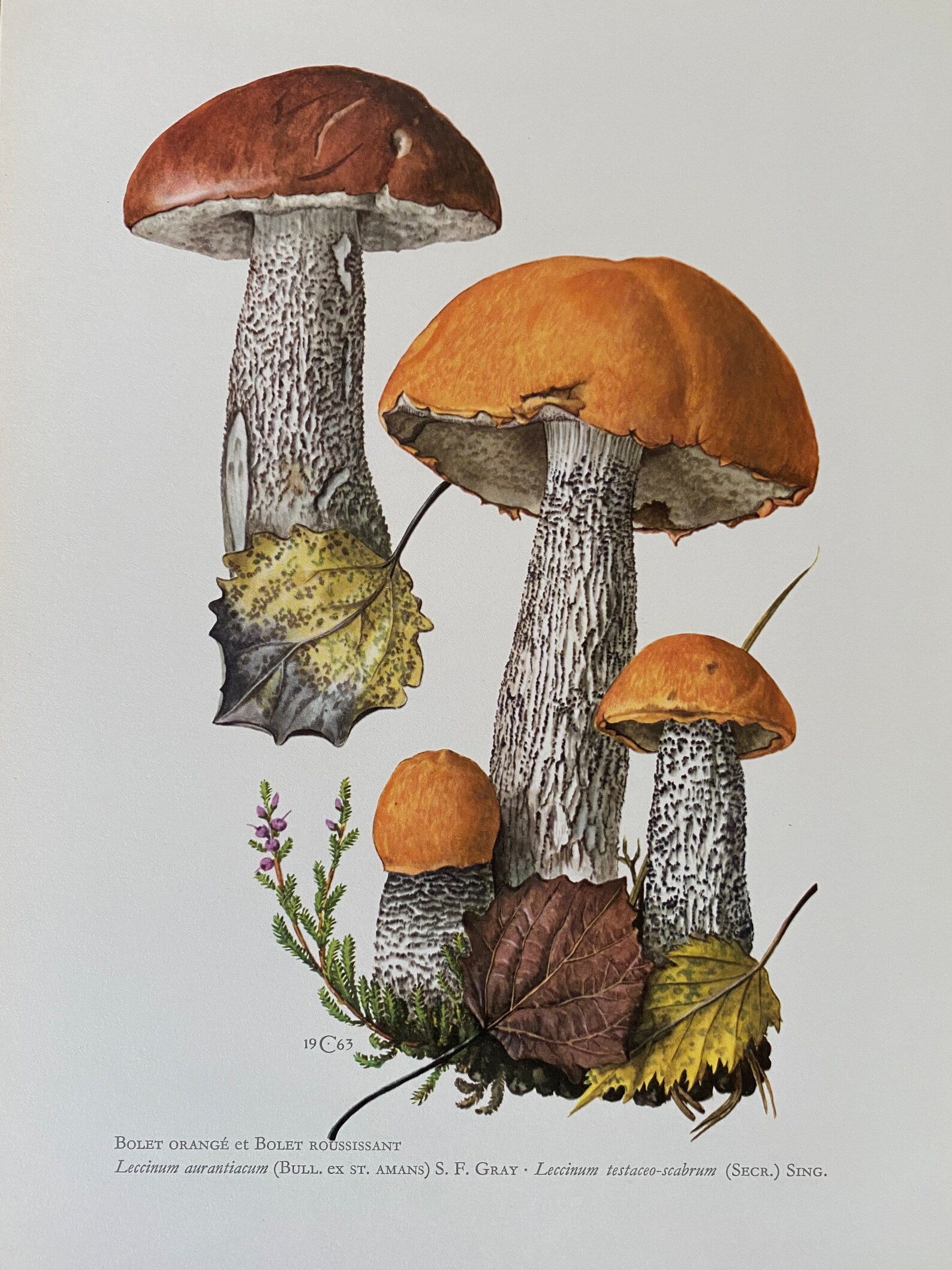 ORANGE BIRCH BOLETE Mushroom Print. Antique Biology and Nature ...