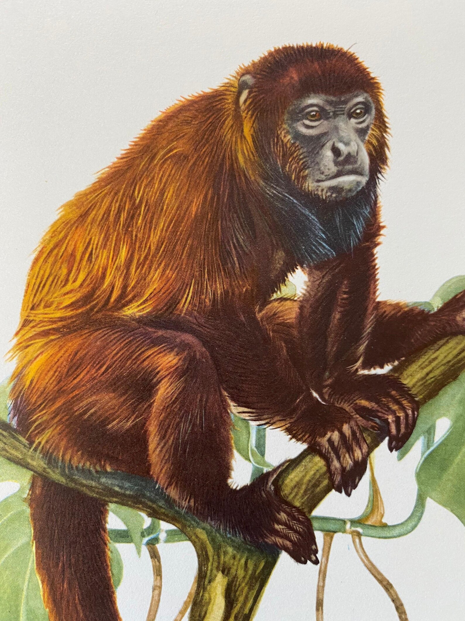 Red Howler Monkey Animal Print. Antique and Vintage Zoology and Biology ...
