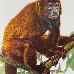 Red Howler Monkey Animal Print. Antique and Vintage Zoology and Biology ...