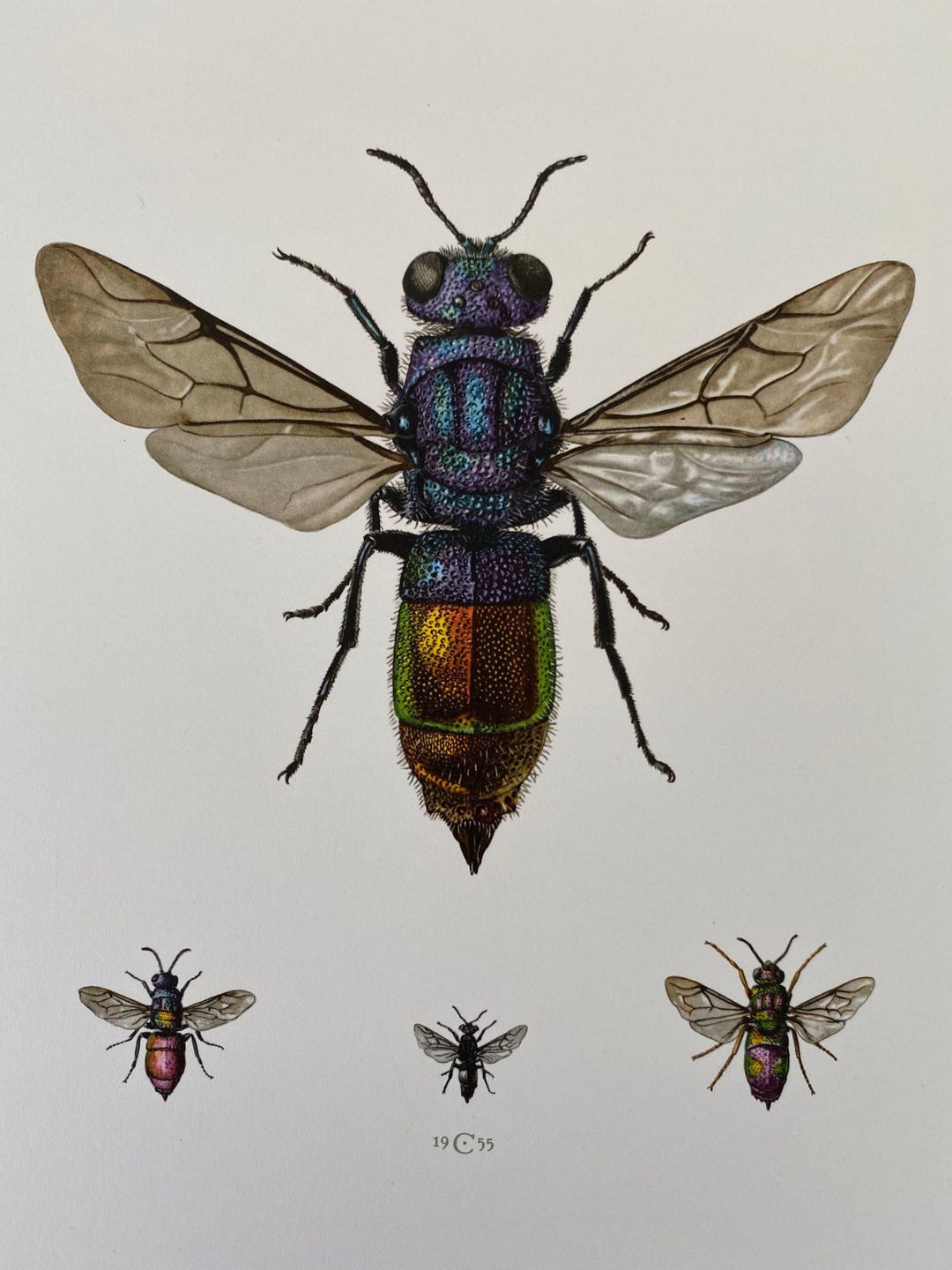 Ruby-tailed Wasp Print, 1960s Entomology Illustration - Etsy