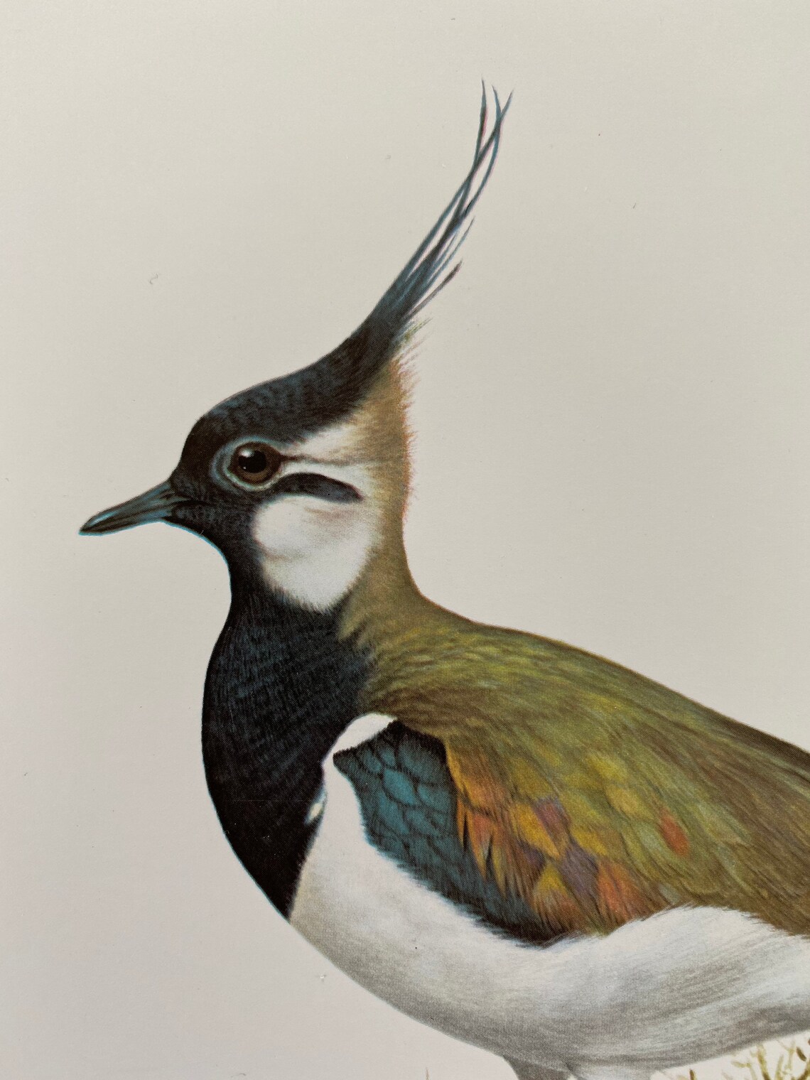 Vintage Lapwing Bird Print, Ornithology Wall Art (1960s) - Etsy