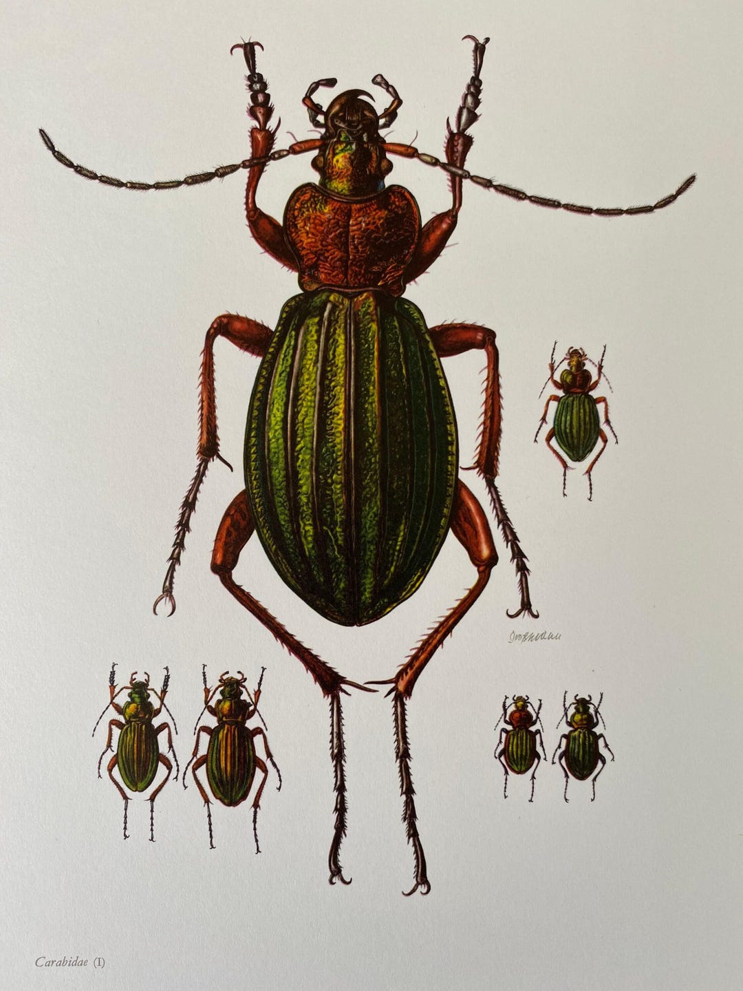Entomology Wall Art: 1960s Ground Beetle Print - Etsy