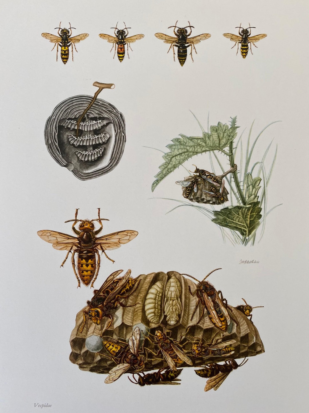 1960s Wasp Print | Vintage Entomology Illustration, Natural History ...