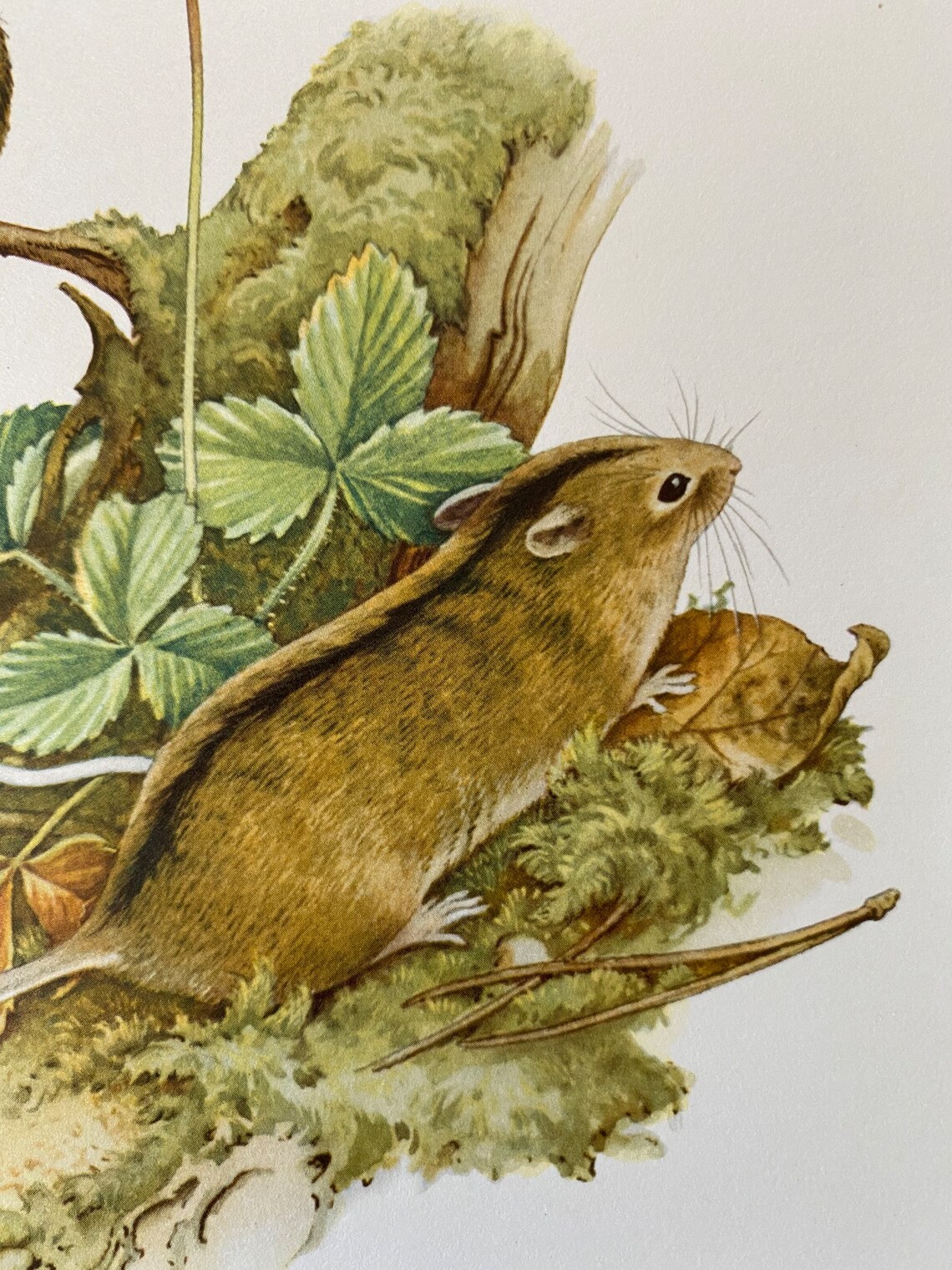 NORTHERN BIRCH MOUSE Animal Print. Antique and Vintage Zoology and ...
