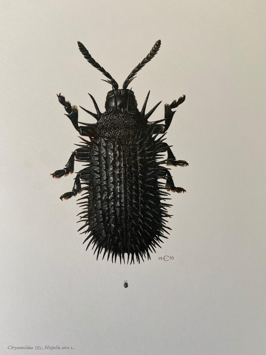 Hispella Atra Beetle Print. Bugs Illustrations. Insect Print ...