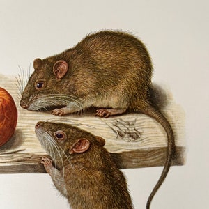 BROWN RAT Animal Print. Antique and Vintage Zoology and Biology ...