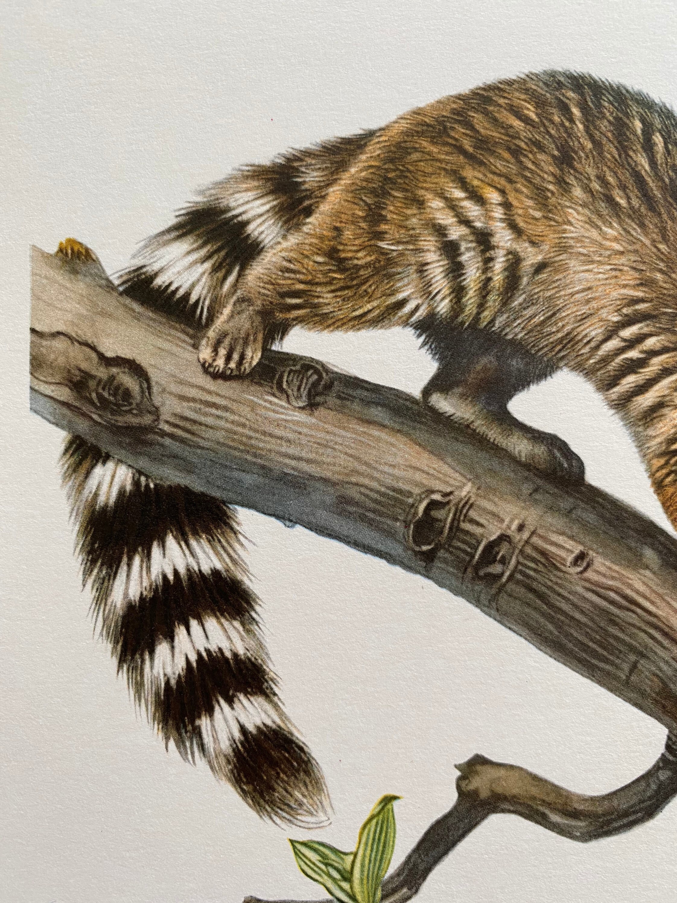 RINGTAIL CAT Animal Print. Antique and Vintage Zoology and Biology ...