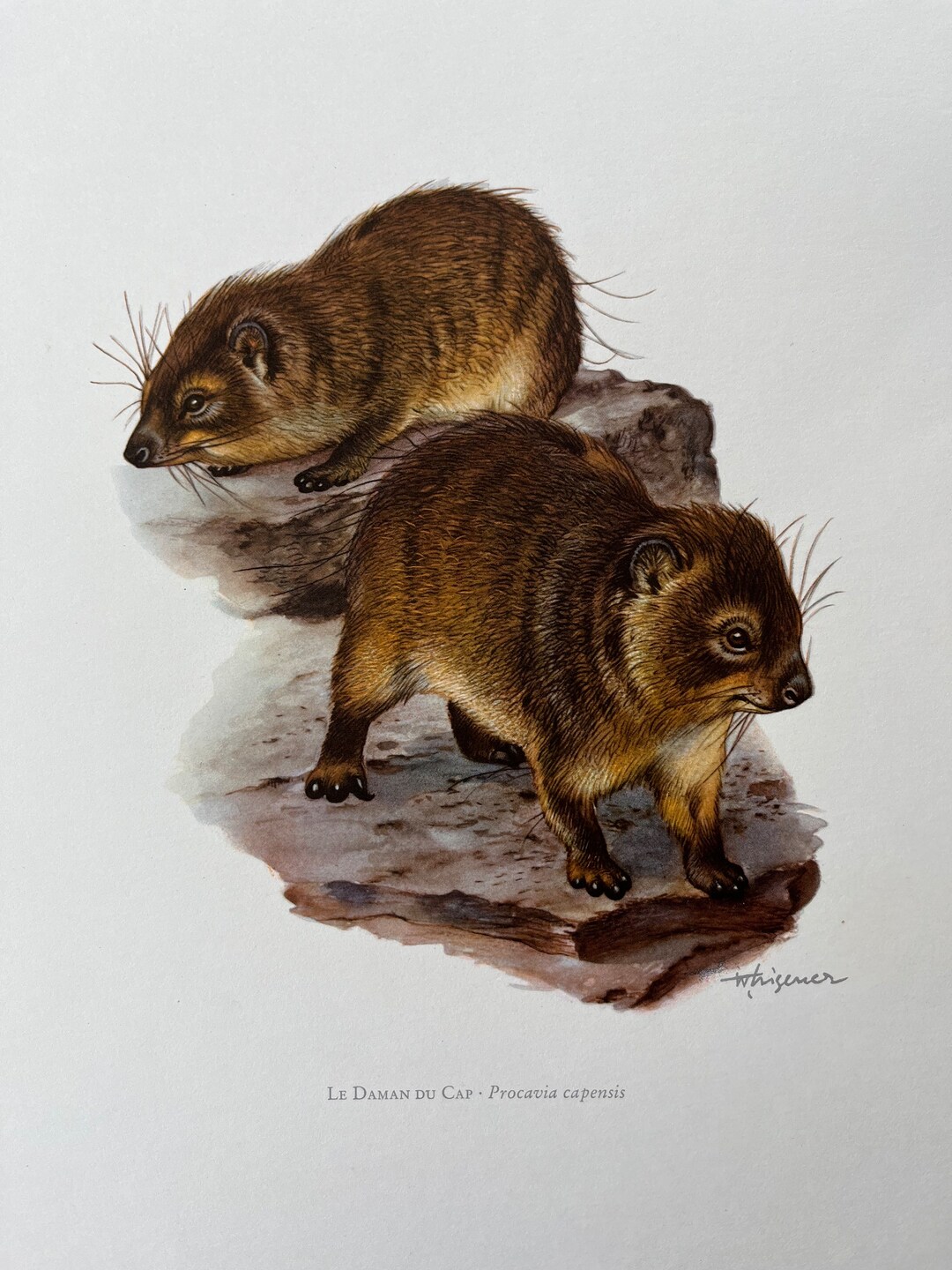 ROCK HYRAX Dassie Animal Print. Antique and Vintage Natural Sciences ...