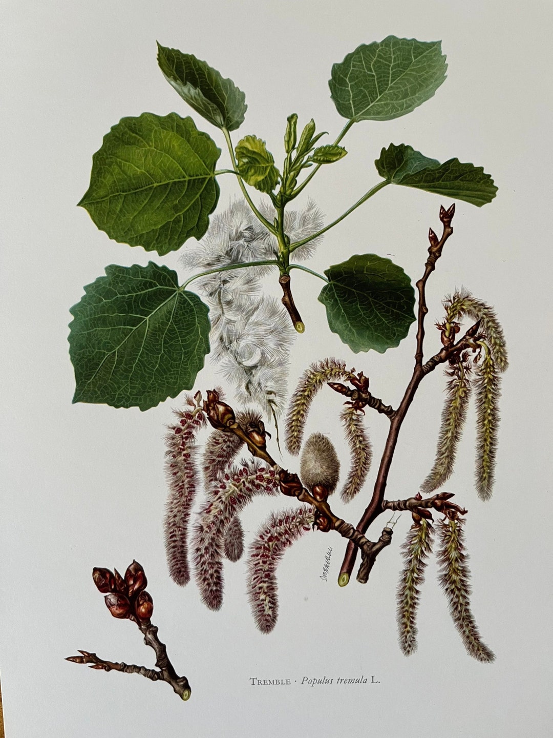 QUAKING ASPEN TREE Botanical Print. Antique and Vintage Natural ...