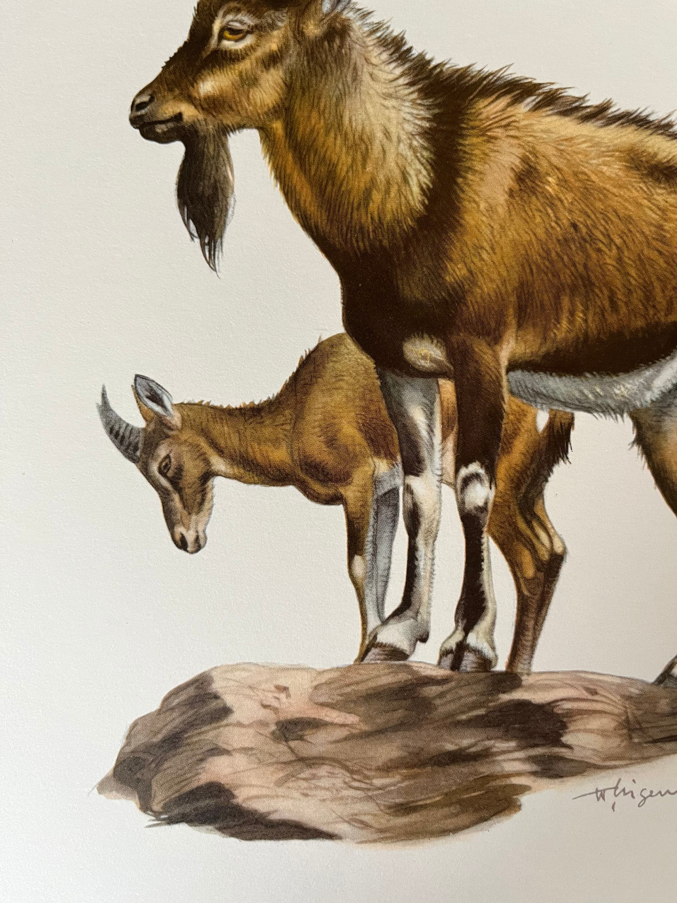 1960 Vintage WILD GOAT Animal Print. Antique Zoology and Biology ...