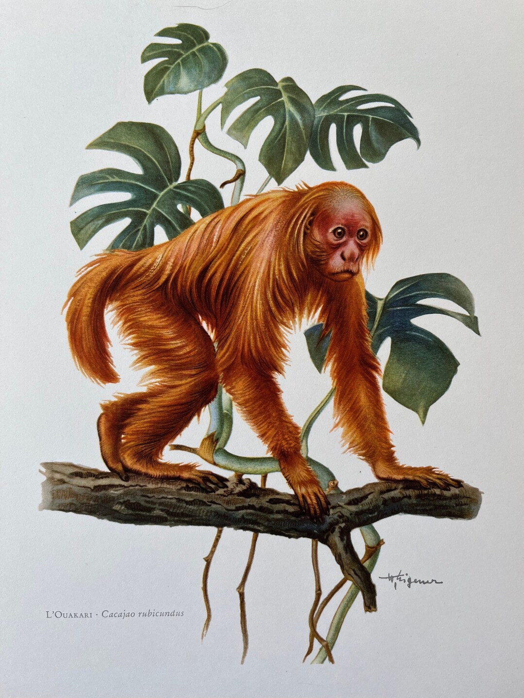 BALD OUAKARI MONKEY Animal Print. Antique and Vintage Natural Sciences ...