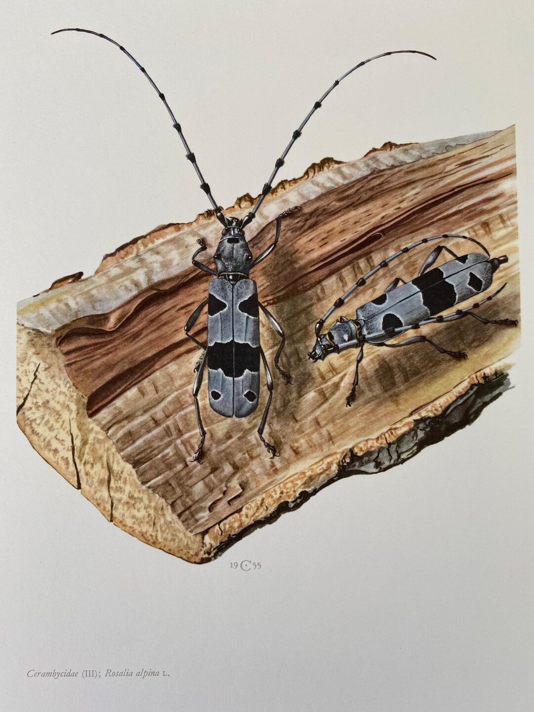 Alpine Longhorn Beetle Print. Bugs Illustrations. Insect Print ...
