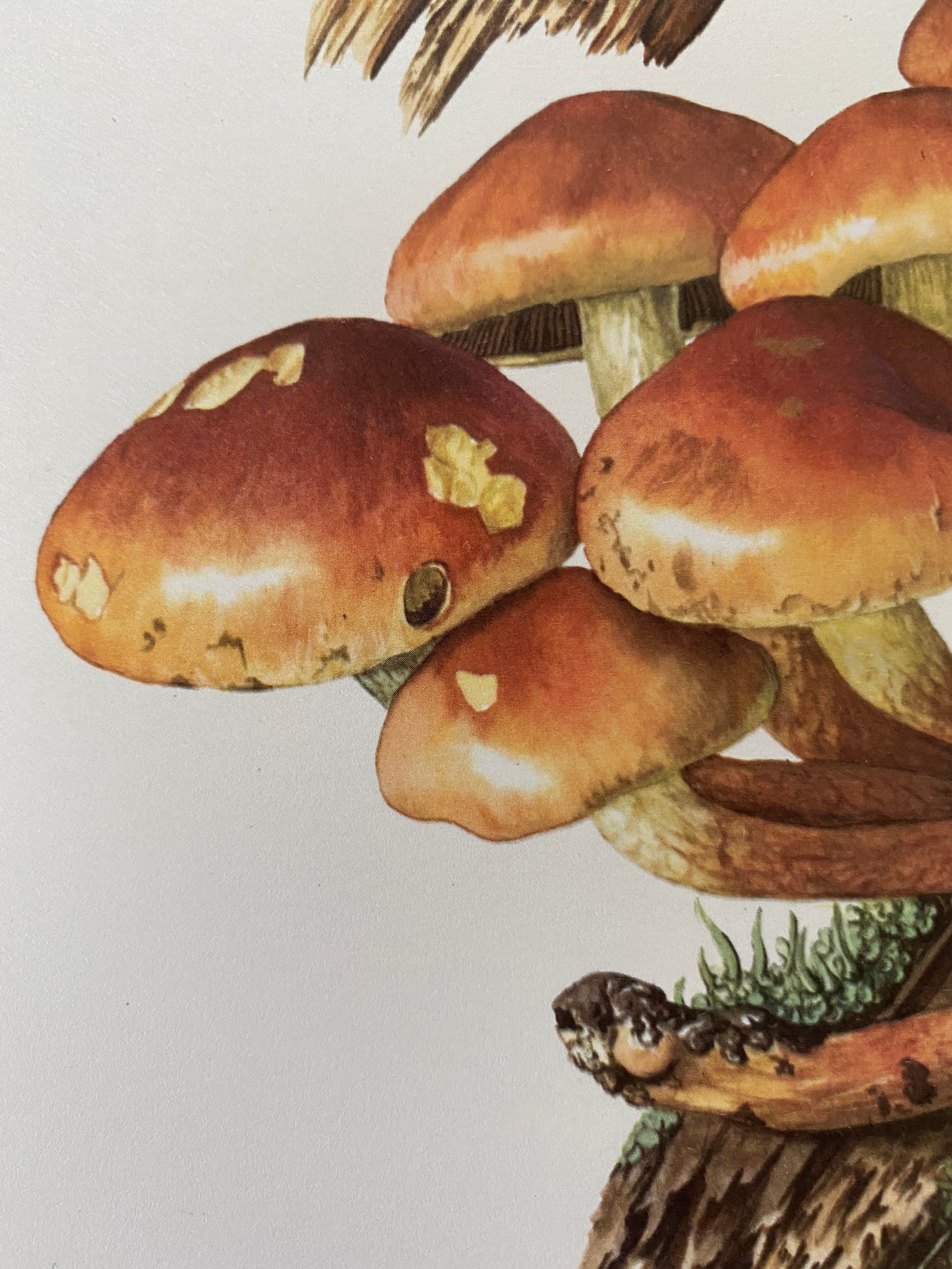 Sulphur Tuft Mushroom Print, Vintage Natural Science Art (1963) - Etsy