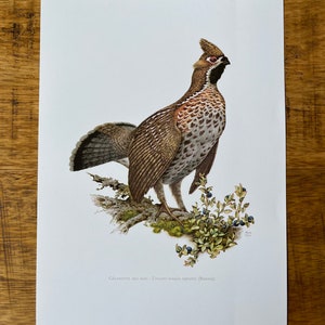 HAZEL GROUSE Bird Print. Antique and Vintage Ornithology and Biology ...