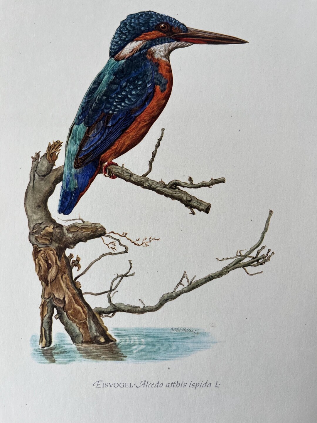 1955 Vintage Common Kingfisher Bird Print. Antique Ornithology and ...