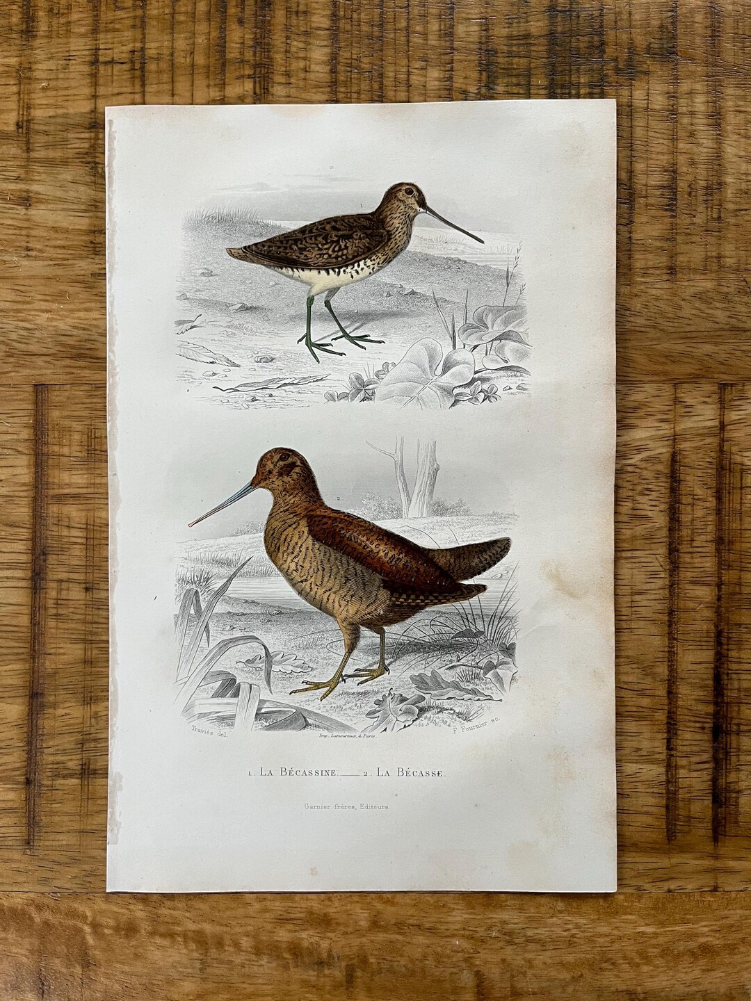 Antique Bird Woodcock and Common Snipe Print From 1850. Original and ...