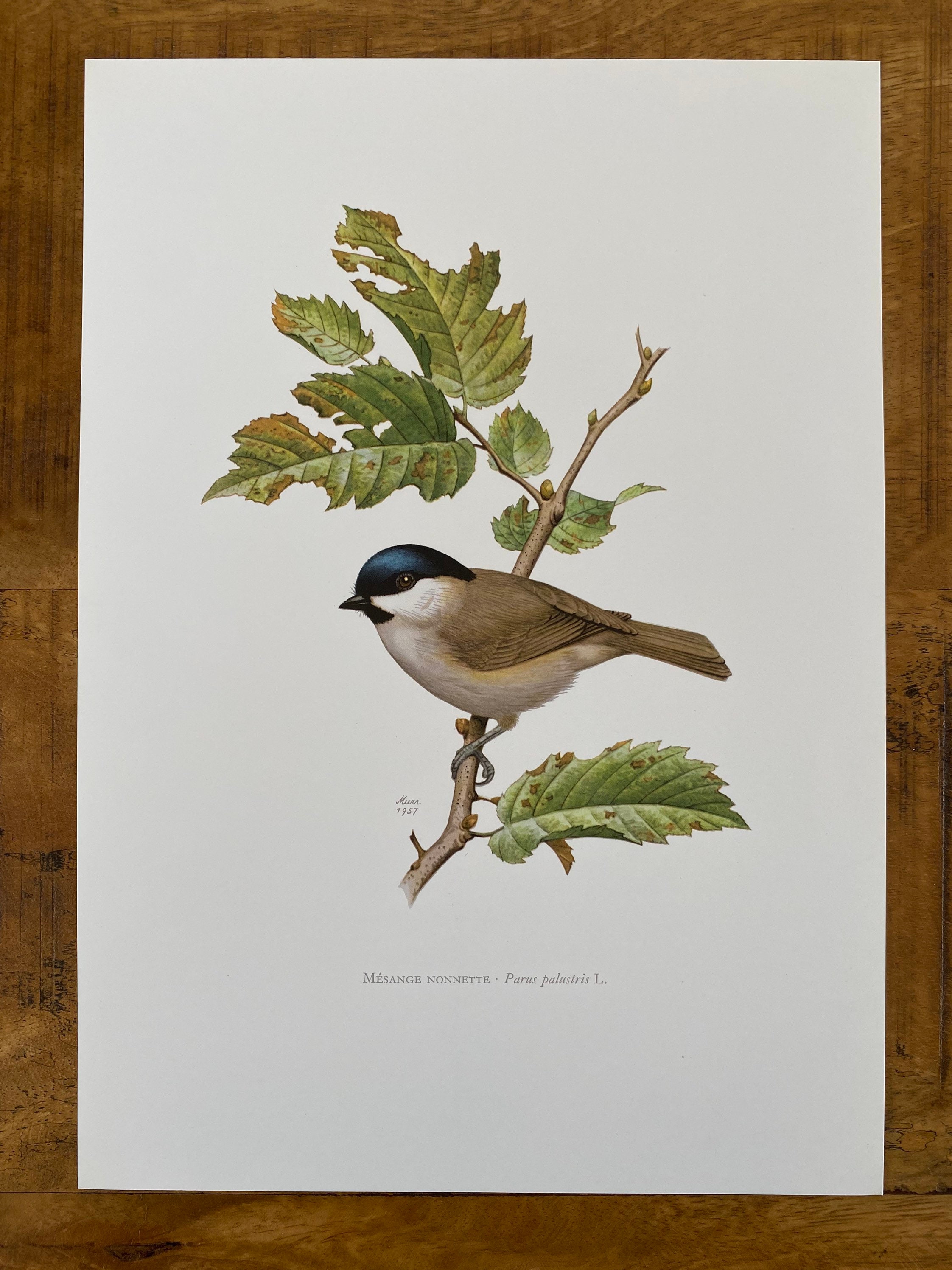 Marsh Tit Bird Print Vintage Natural Sciences Ornithology Art Etsy