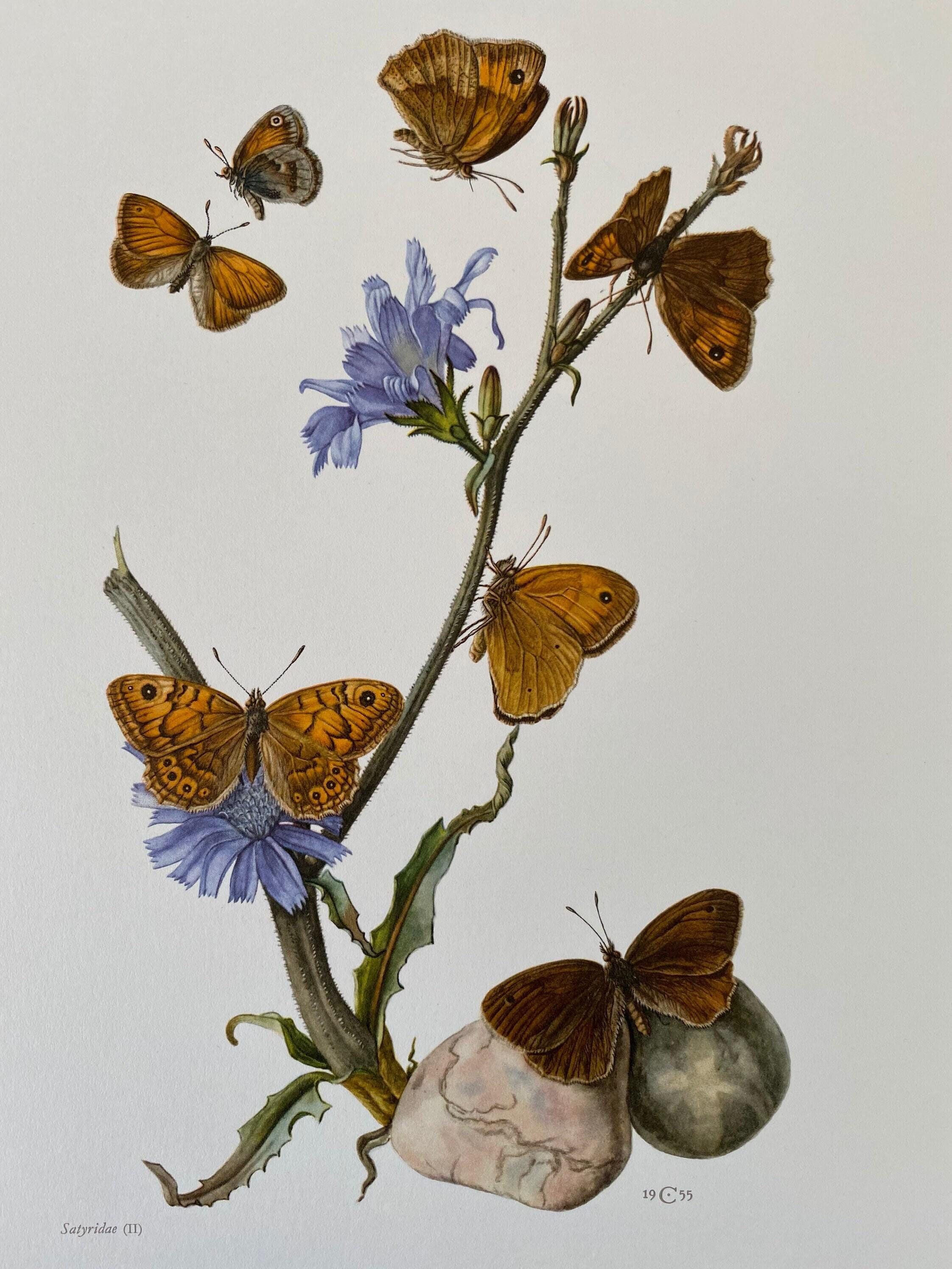 Brush-footed Butterfly Print - 1960s Entomology Wall Art - Etsy