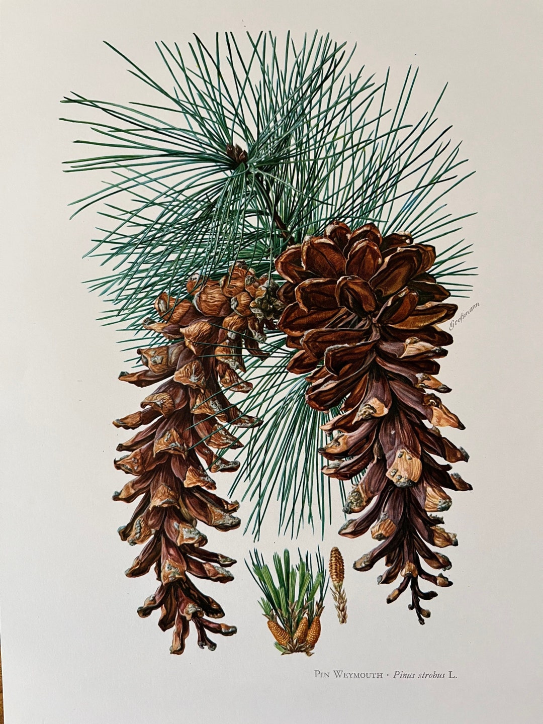EASTERN WHITE PINE Botanical Print. Antique and Vintage Natural ...