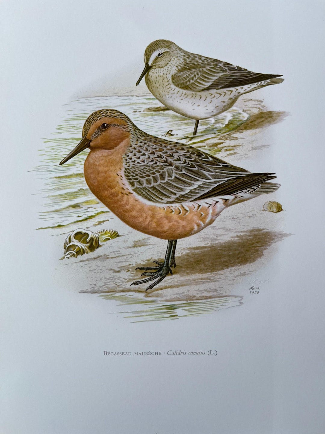 Red Knot Bird Print. Antique and Vintage Ornithology and Biology ...