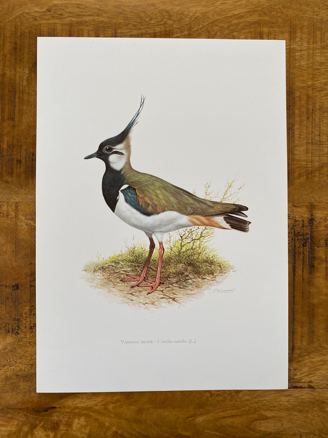 Vintage Lapwing Bird Print, Ornithology Wall Art (1960s) - Etsy