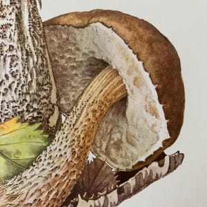 Birch Bolete Mushroom Print. Antique Biology and Nature Lithograph ...