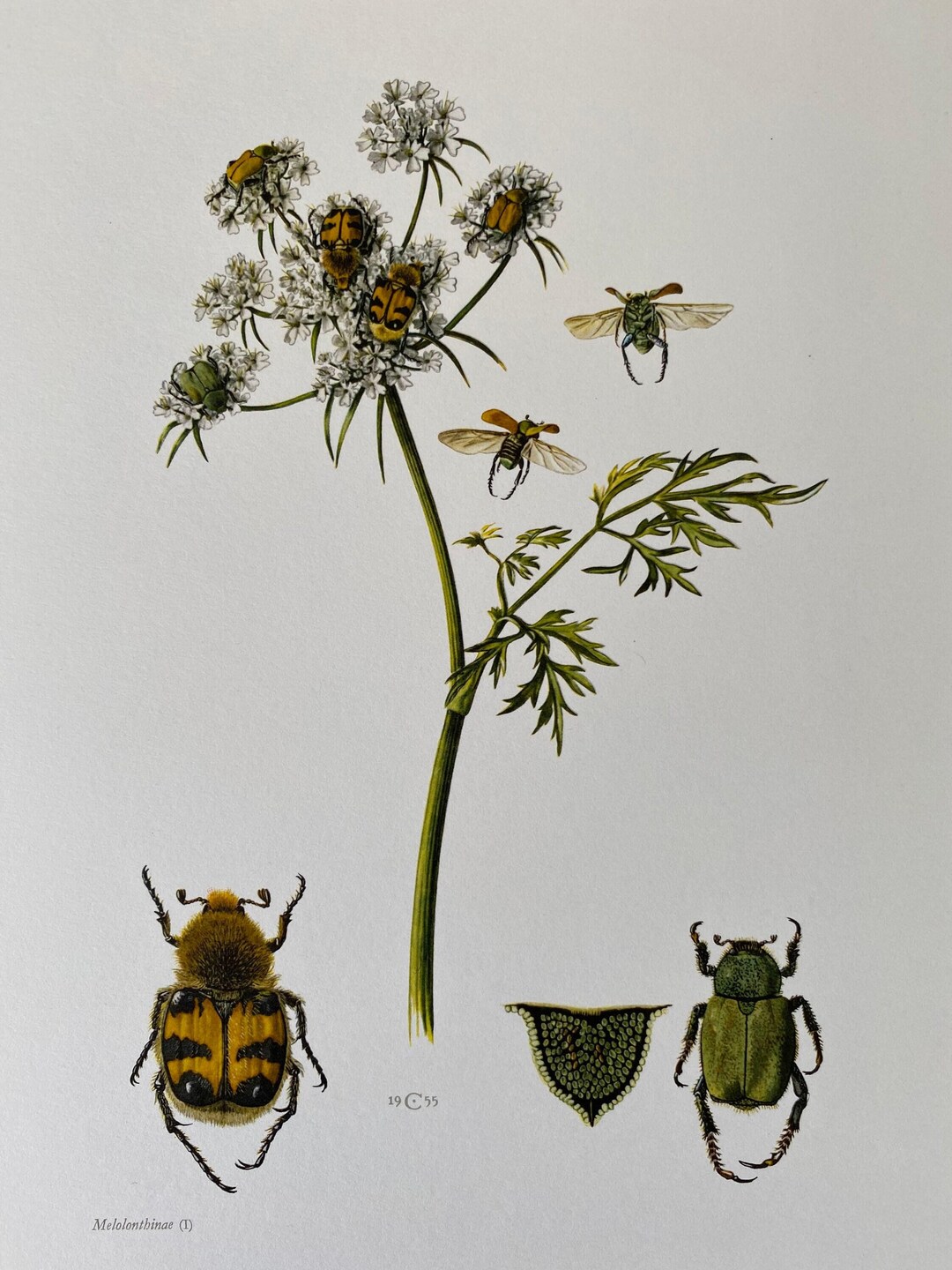 Entomology Wall Art: 1960s Insect Biology Print - Etsy