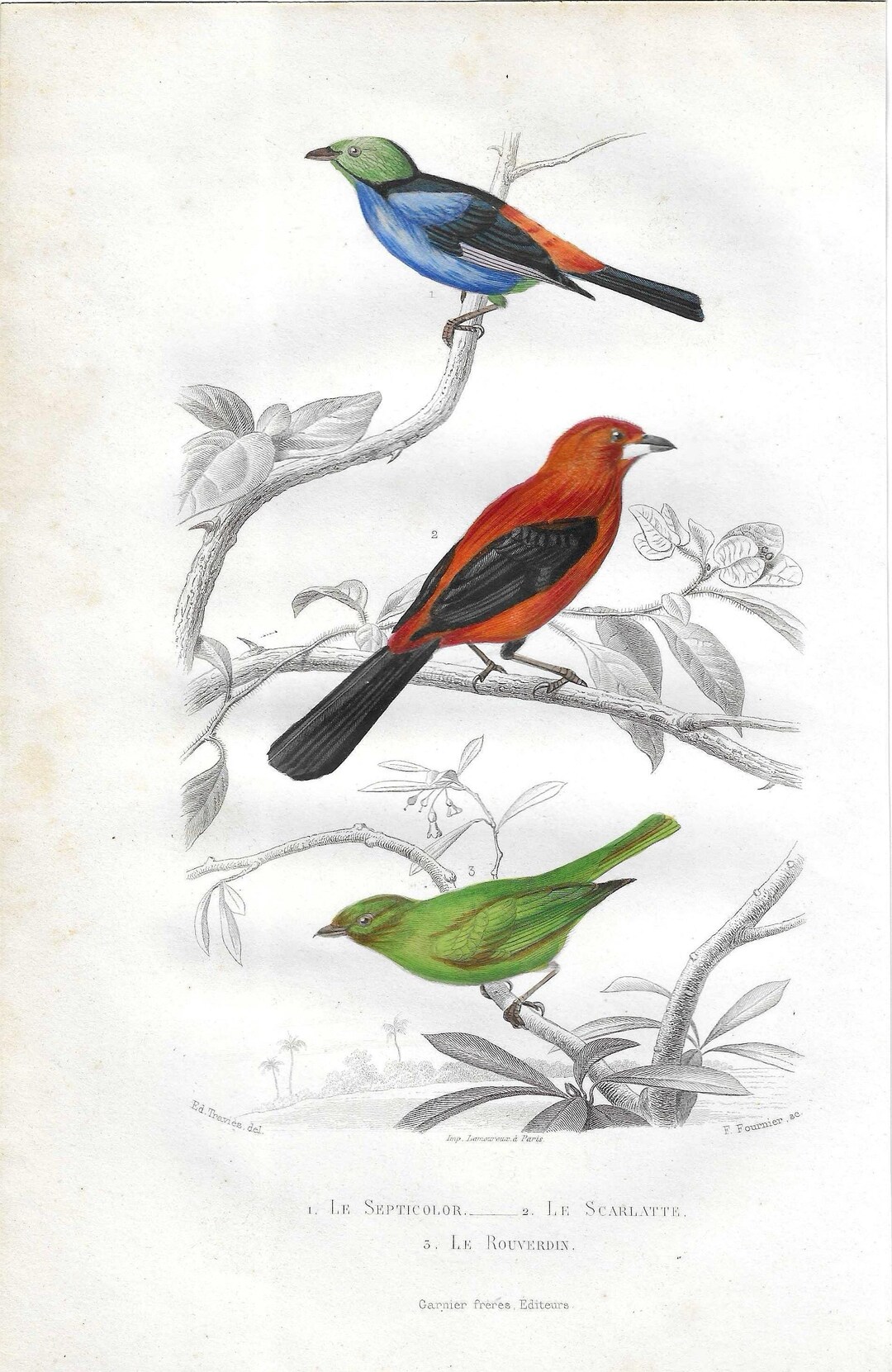 Antique Paradise Tanager, Scarlet Tanager and Bay-headed Tanager Bird ...