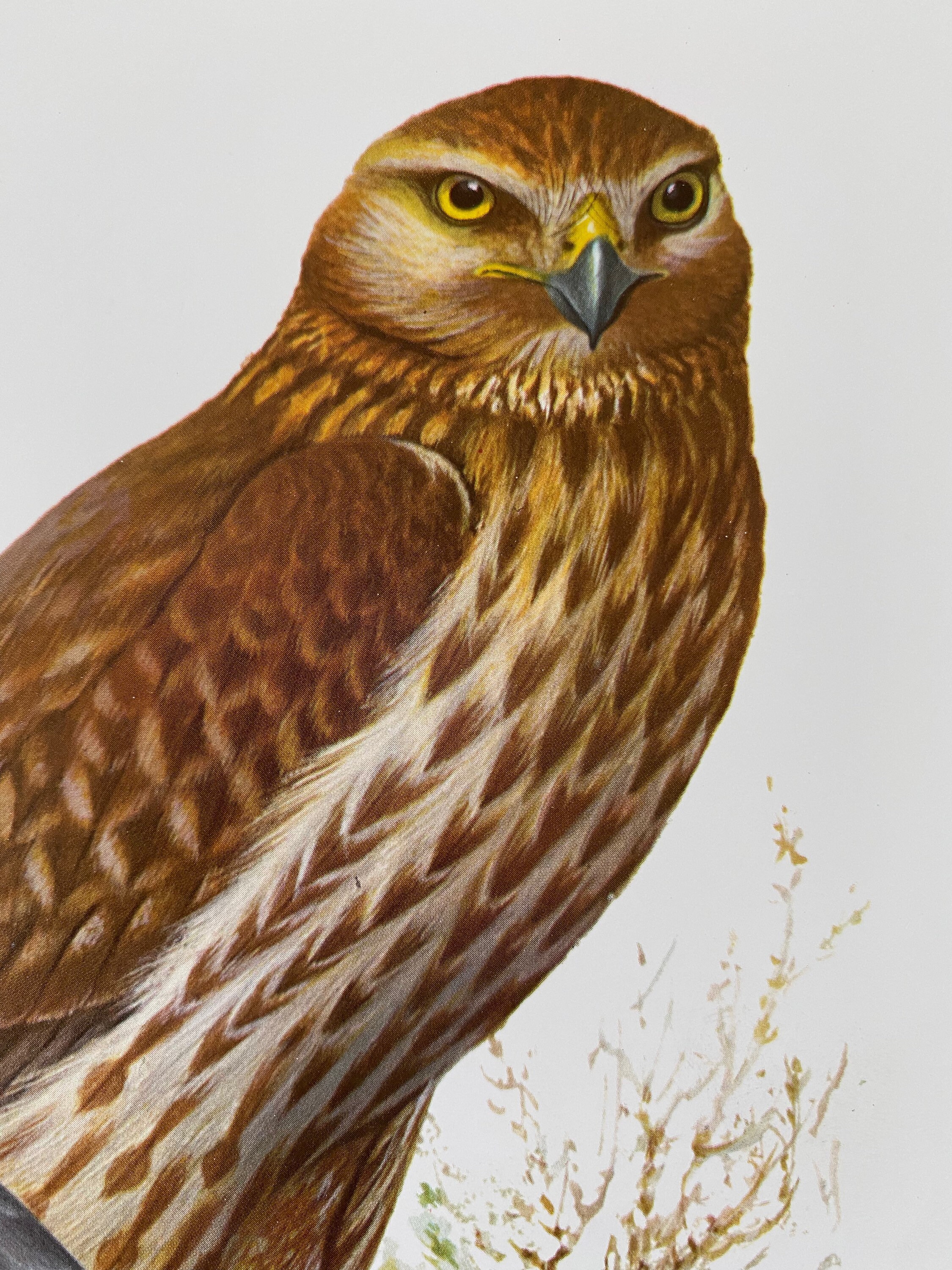 Hen Harrier Print | Vintage Bird Illustration, Natural Sciences Wall ...