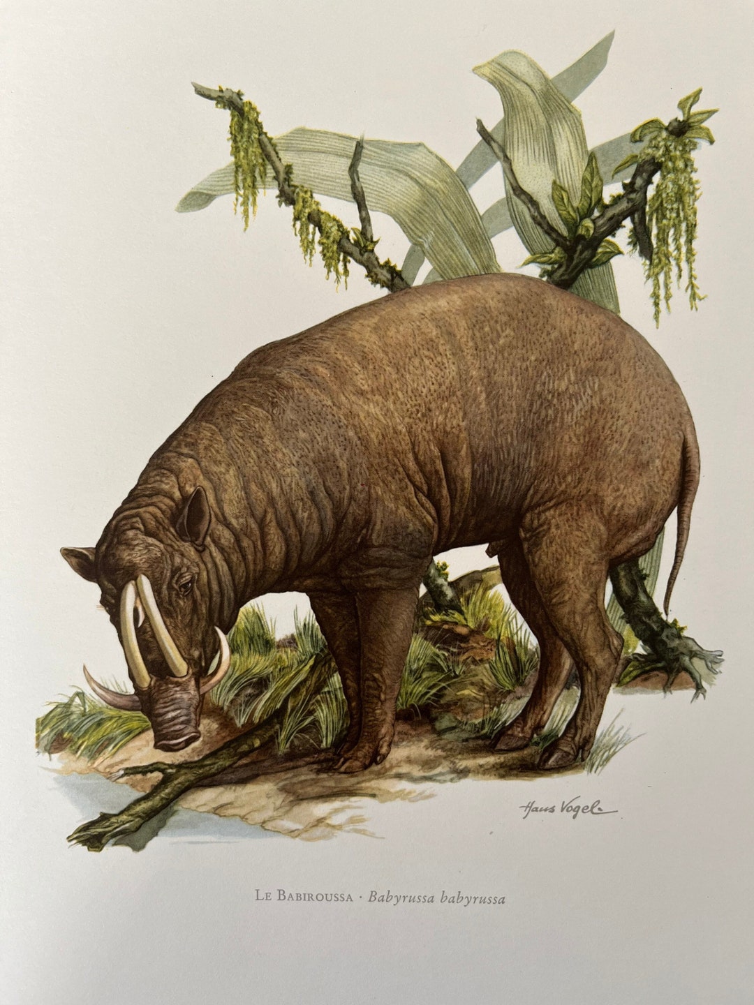 BURU BABIRUSA Animal Print. Antique and Vintage Zoology and Biology ...
