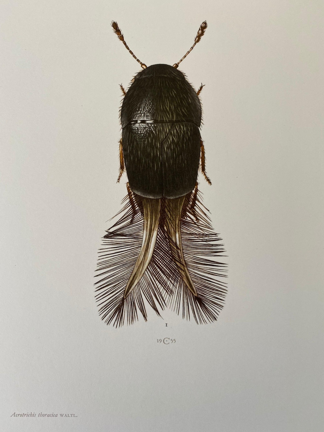 Feather-winged Beetle Print, 1960s Entomology Illustration - Etsy
