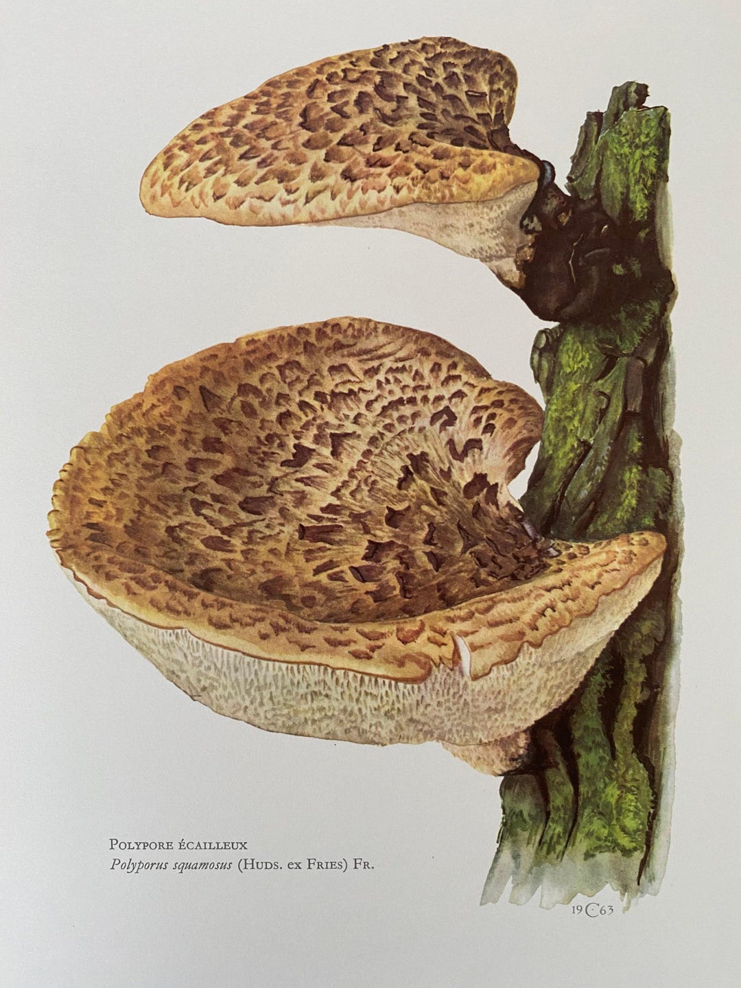 Dryads Saddle Polyporus Mushroom Print. Antique and Vintage Biology and ...