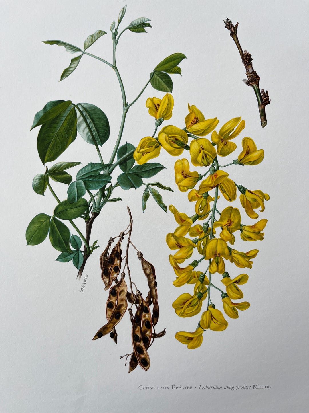 Botanical Golder Rain Plant Print. Vintage Flower En Plant Lithography ...