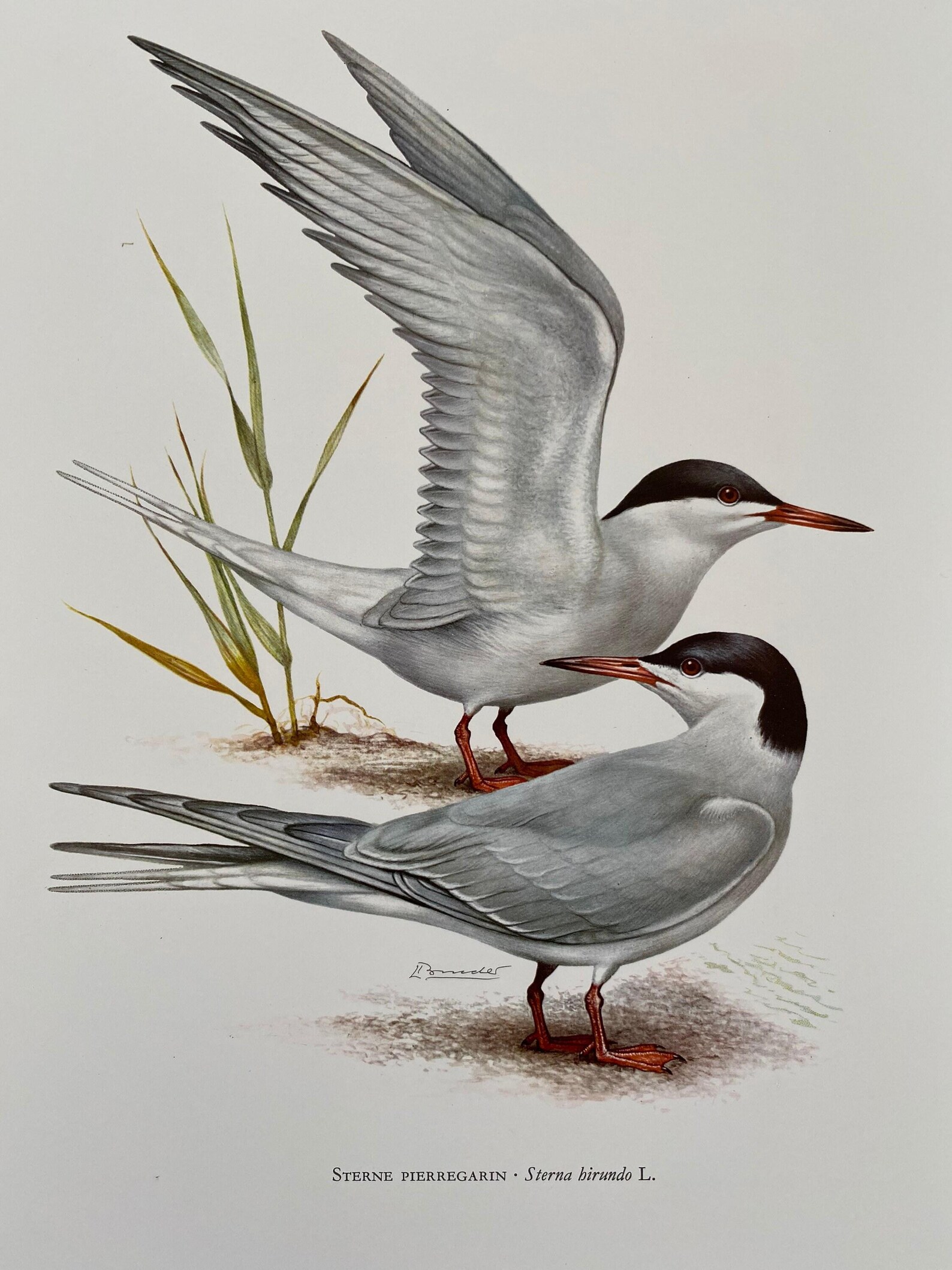 Vintage Common Tern Bird Print, 1960s French Ornithology Art - Etsy