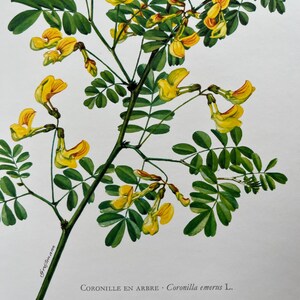 Hippocrepis Emerus Botanical Print, Vintage Floral Lithograph, 1960s - Etsy