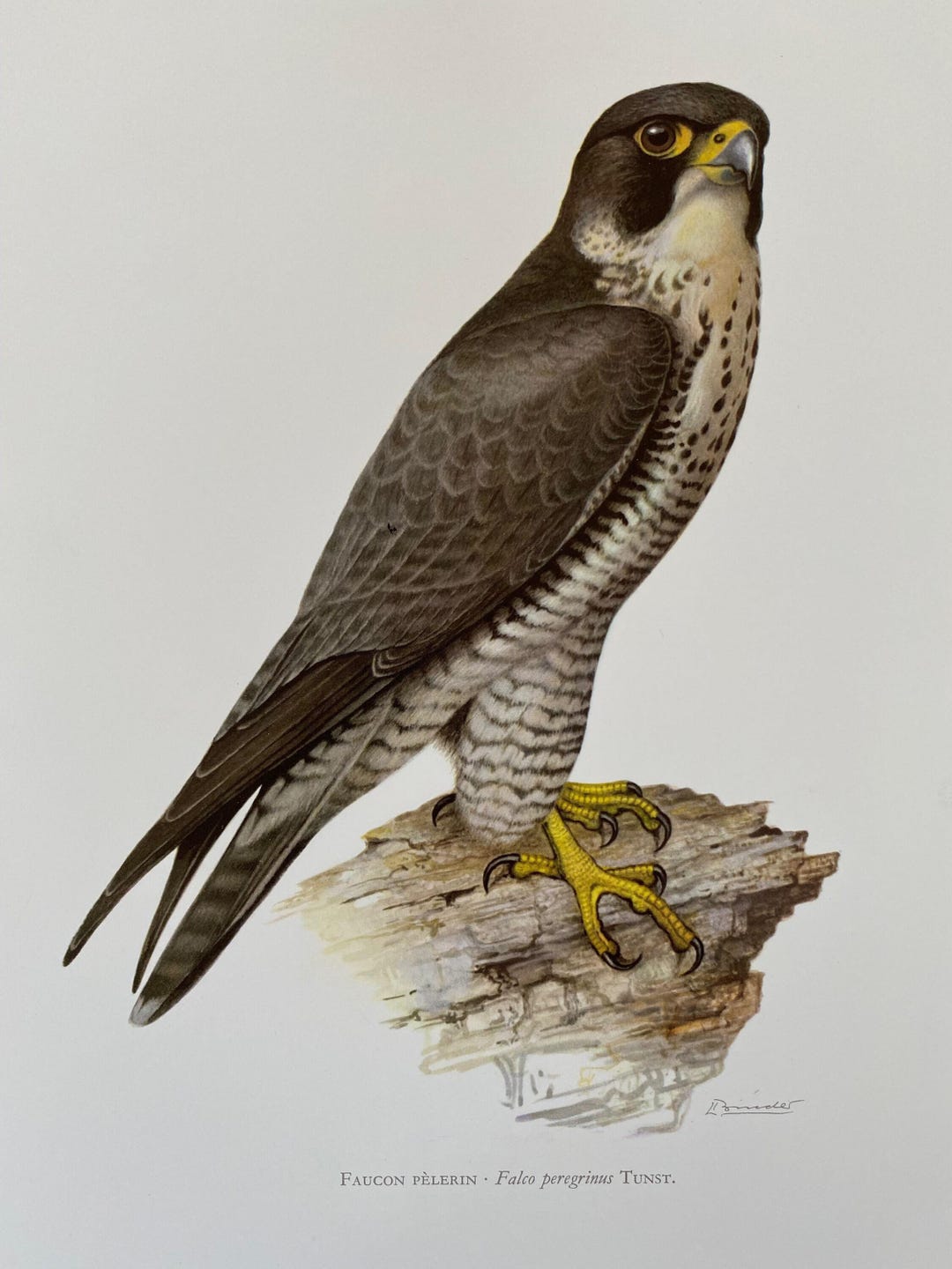 Peregrine Falcon Bird Print. Antique Natural Sciences and Biology Print ...