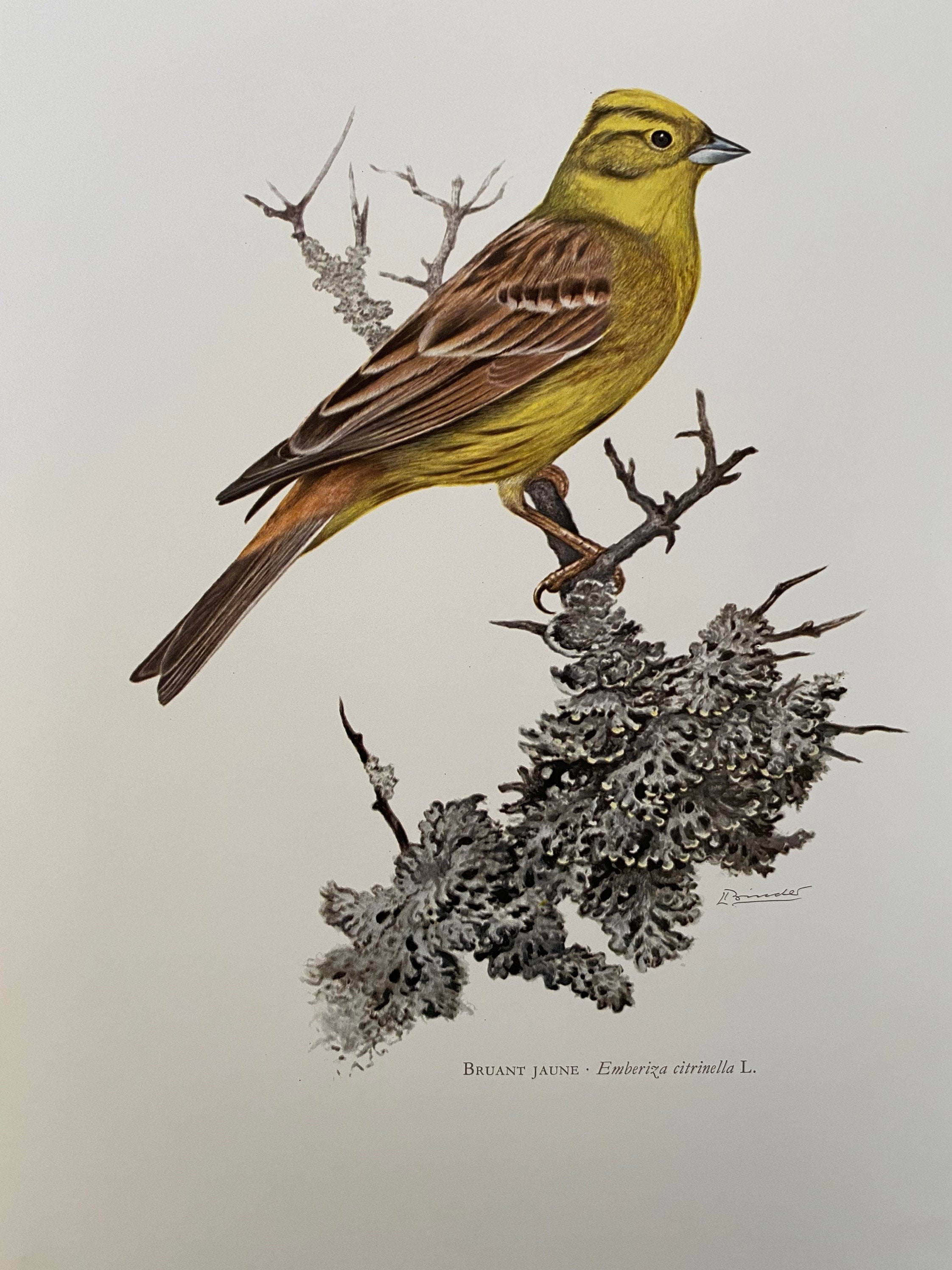 Yellowhammer