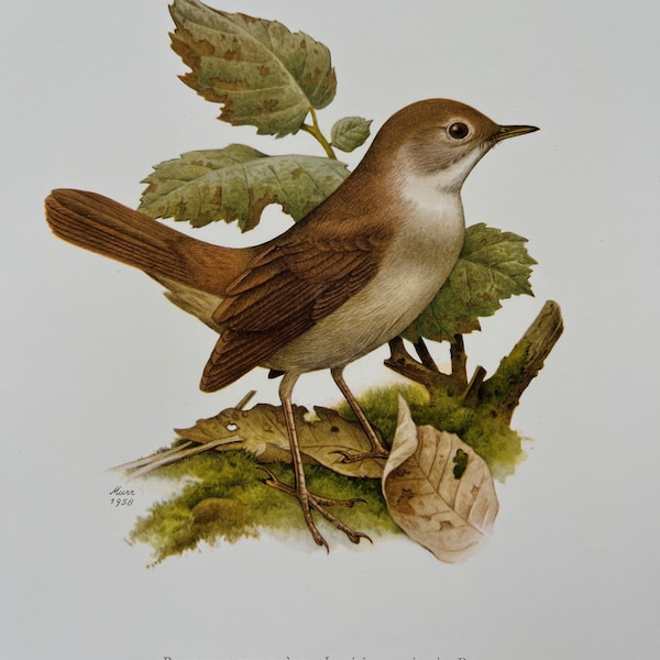 Antique Illustration Nightingale - Etsy