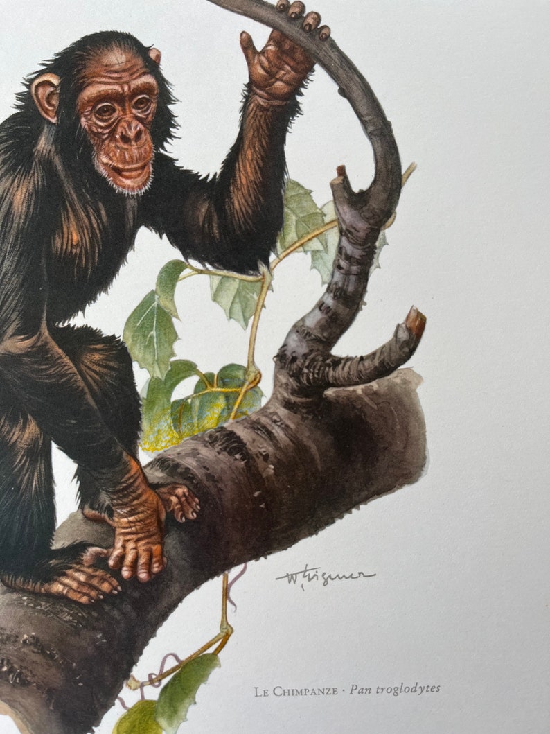 Vintage Chimpanzee Print, 1960s Zoology Lithograph - Etsy