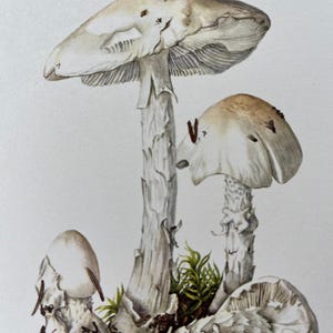 1960 Vintage Destroying Angel Mushroom Print. Antique Biology and ...