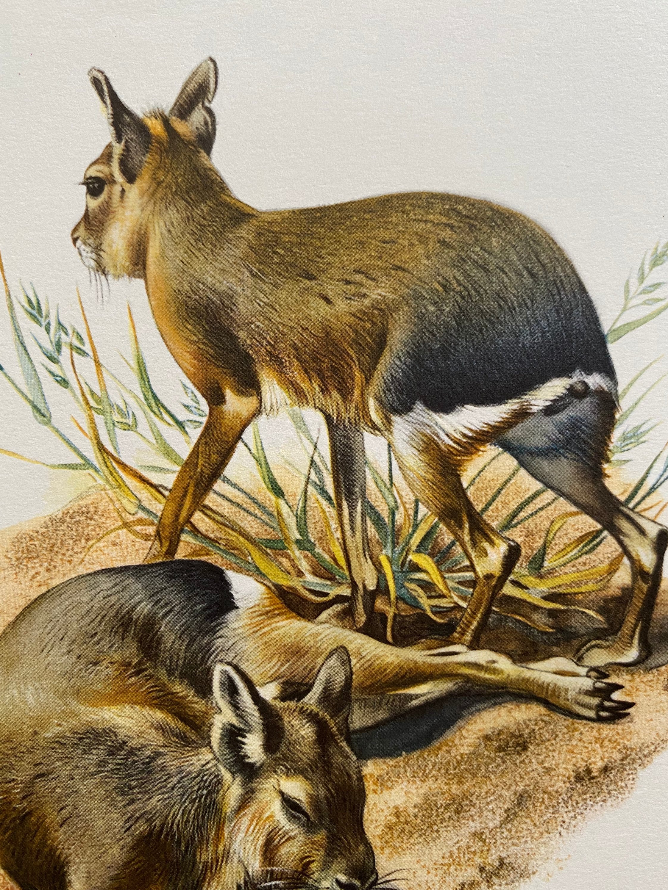 Patagonian Cavy Nose